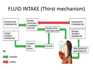 Fluid andelectrolyte balance | PPTX