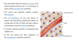 Fluid And electrolyte Balance FINAL .pptx