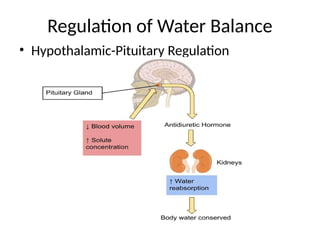 Fluid and electrolyte imbalance sign and symptoms management .pptx