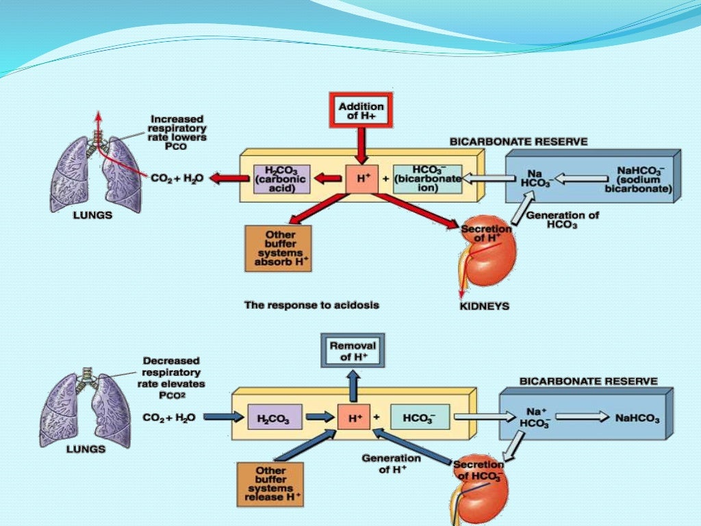 Fluid and electrolytes
