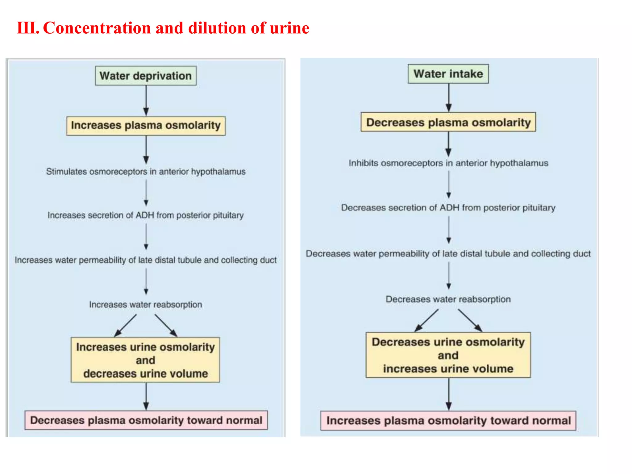 Fluid balance for surgical patients. Dr. Ahmed khashaba, MD | PPTX