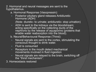 Fluid Distribution & Excretion.pptx