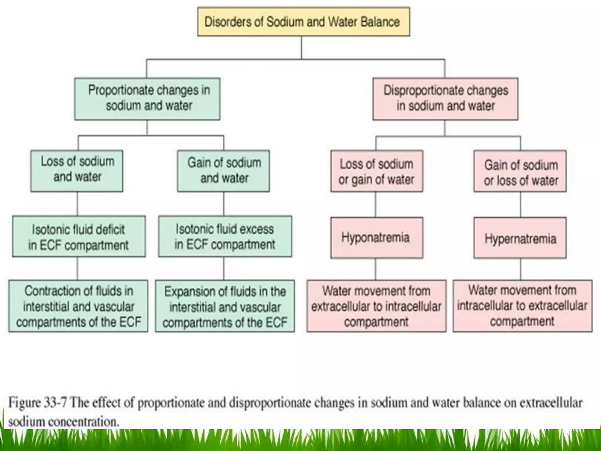 Fluid,electrolyte, acid base balance and homeostasis | PPTX