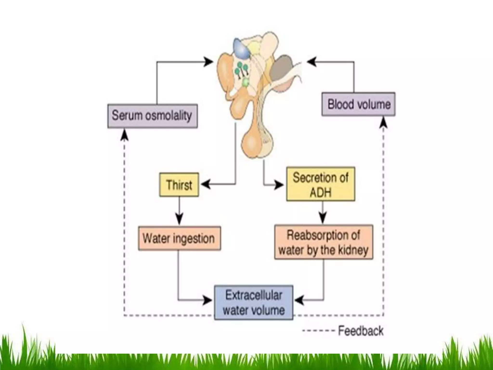 Fluid,electrolyte, acid base balance and homeostasis | PPTX