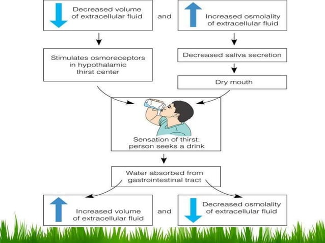 Fluid,electrolyte, acid base balance and homeostasis | PPTX | Digestive ...
