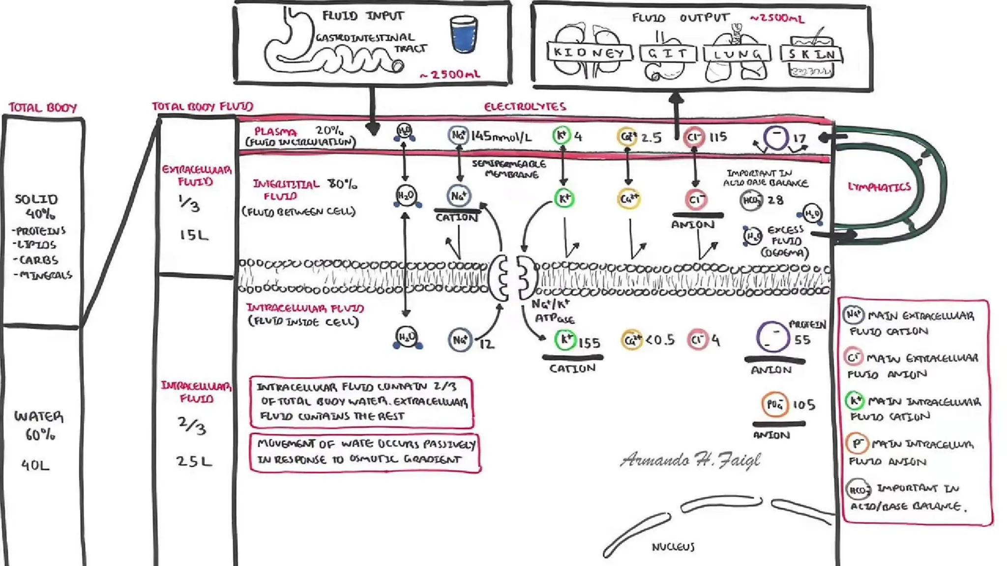Fluid Electrolyte balance in Normal Humans | PPT