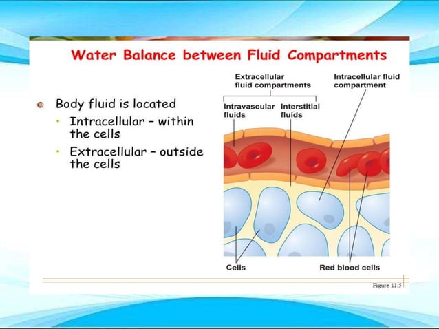 Fluid & electrolyte imbalance | PPTX