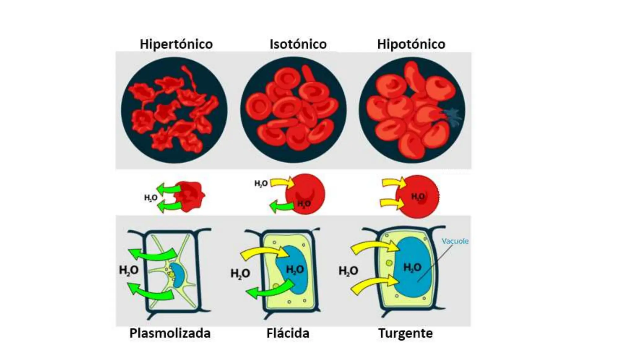 Fluidez y permeabilidad de la membrana.pptx