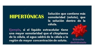 Fluidez y permeabilidad de la membrana.pptx