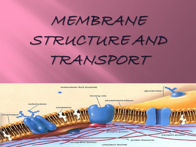 FLUID MOSAID MODEL | PPT | Chemistry | Science