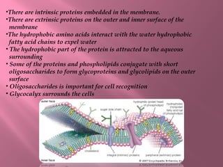 FLUID MOSAID MODEL | PPT