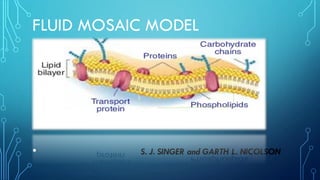 fluid mosaic model.pdf | Chemistry | Science