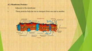 FLUID MOSAIC MODEL.pdf