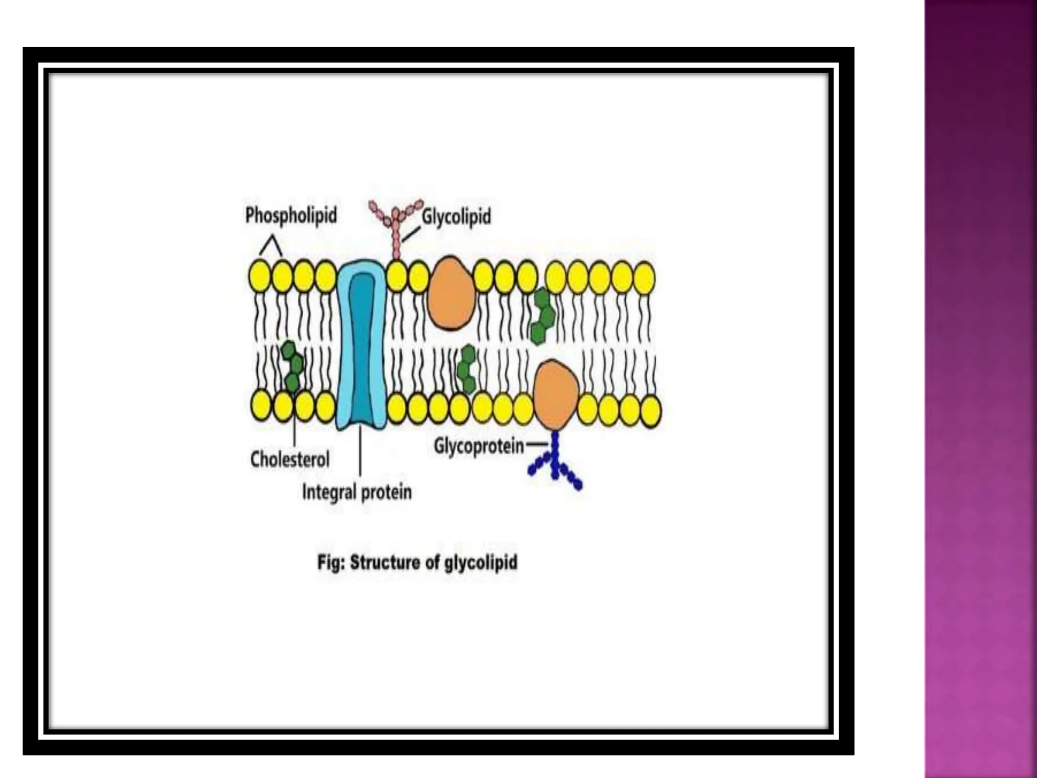 Plasma Membrane Fluid Mosaic Model Ppt Pptx