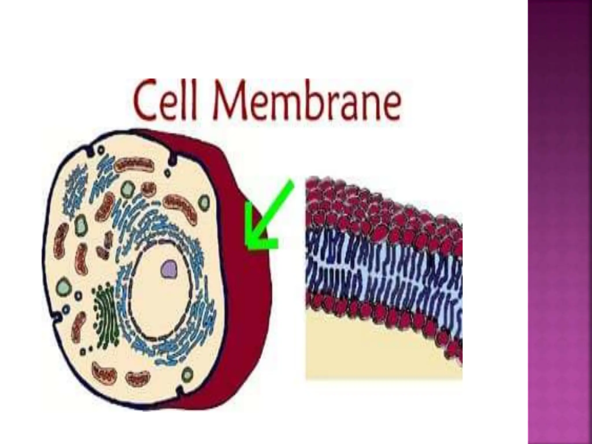 Plasma membrane( fluid mosaic model)ppt. | PPTX