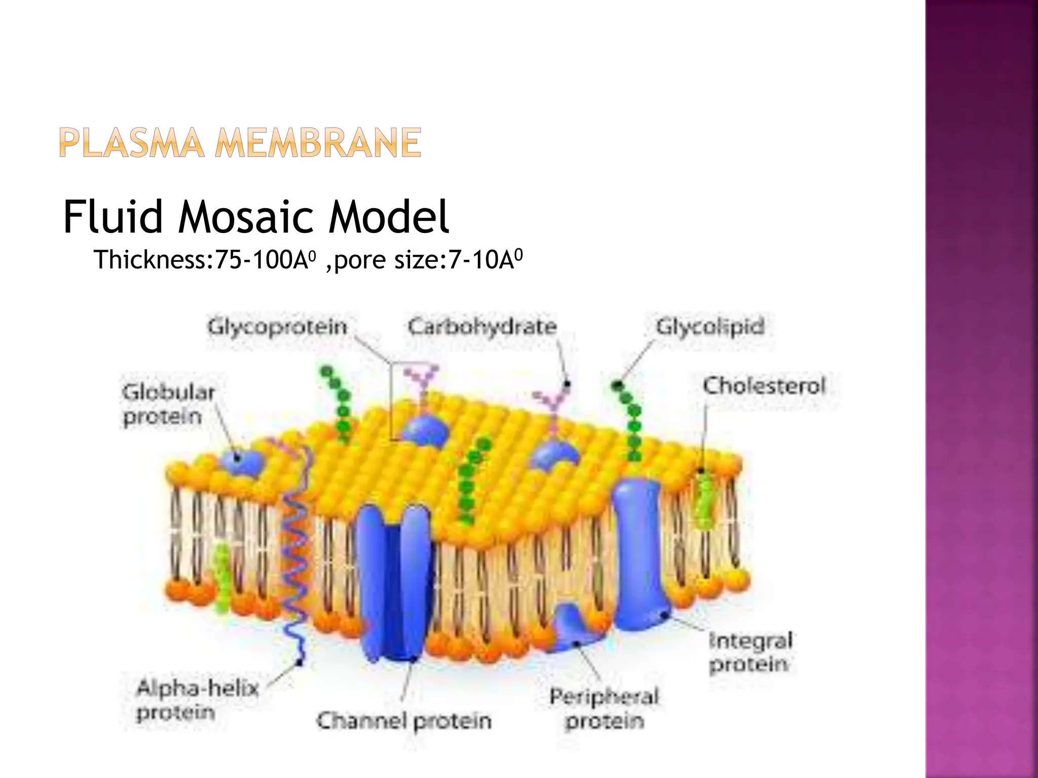 Plasma membrane( fluid mosaic model)ppt. | PPTX