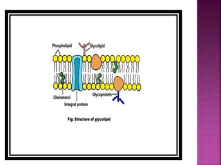 Plasma membrane( fluid mosaic model)ppt. | PPTX