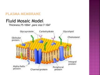Plasma membrane( fluid mosaic model)ppt. | PPTX