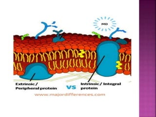 Plasma membrane( fluid mosaic model)ppt. | PPTX