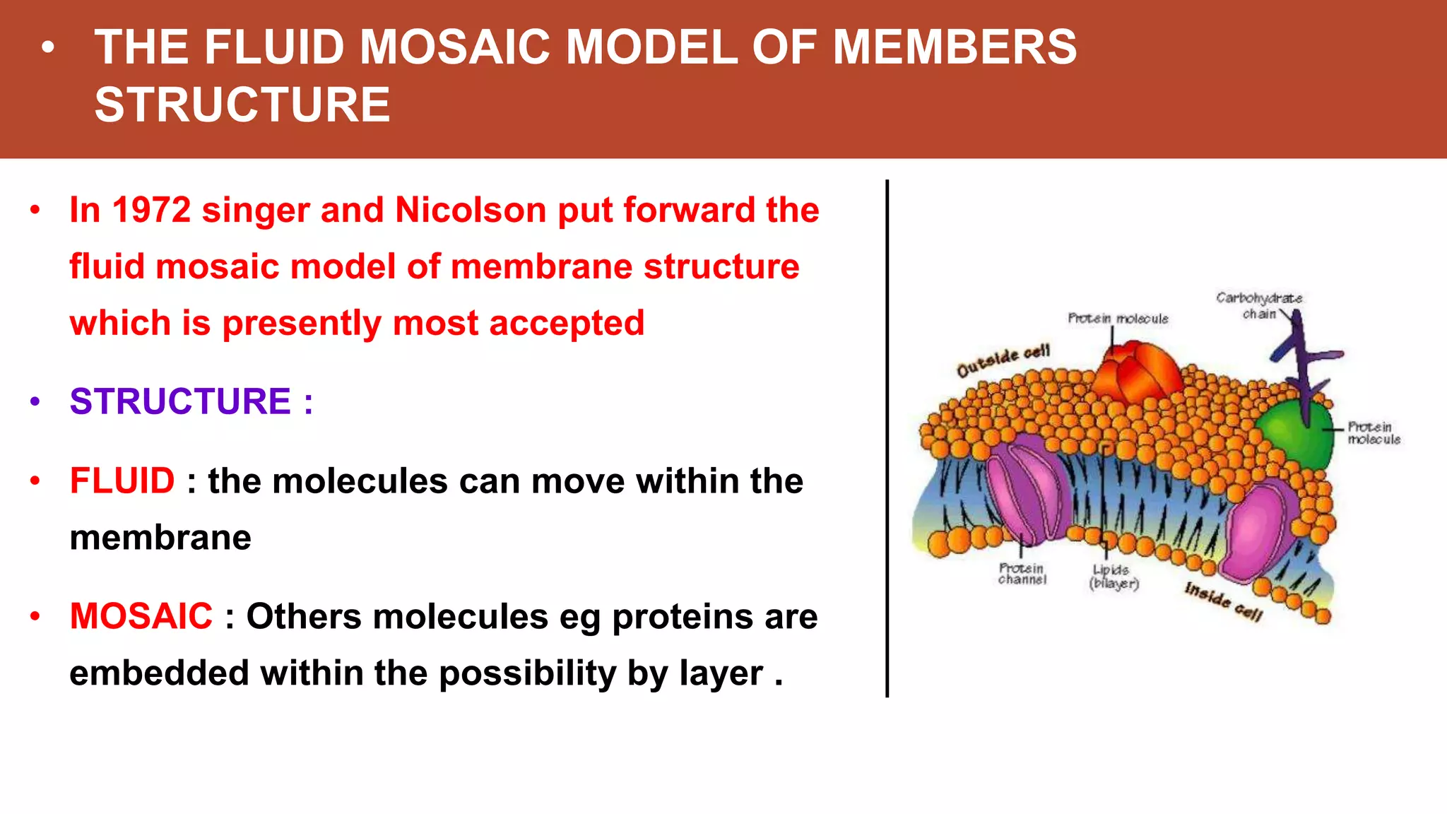 Fluid mosaic model By H.A.Galib.pptx