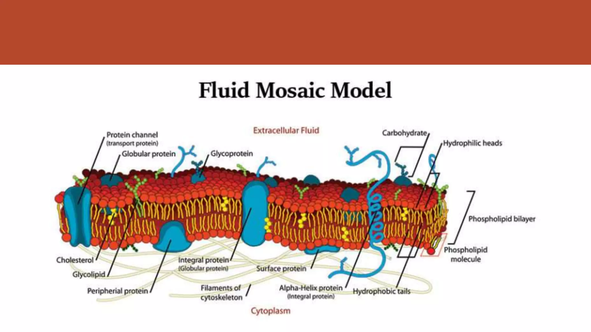Fluid mosaic model By H.A.Galib.pptx