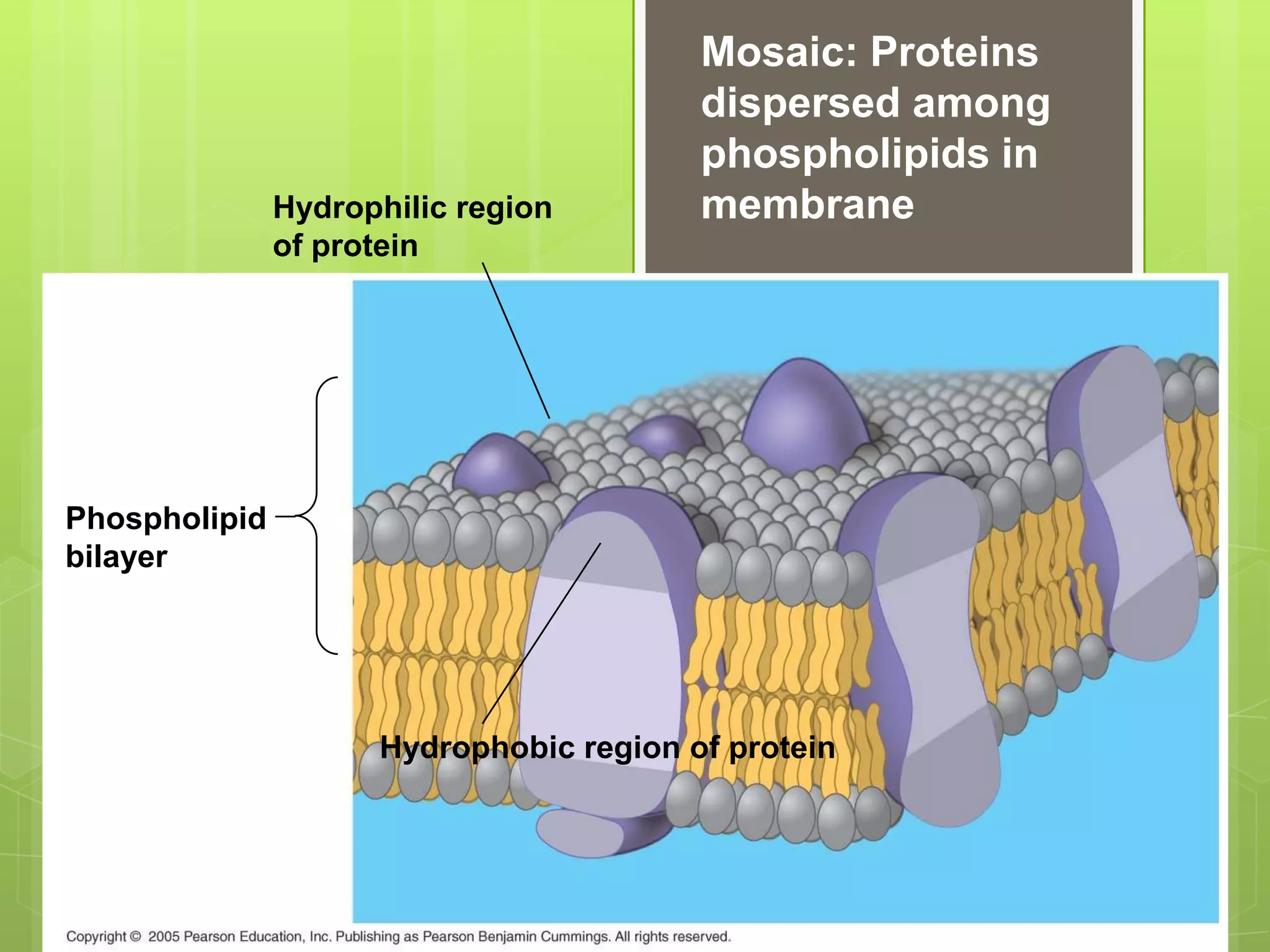 Fluid Mosaic Model | PPTX