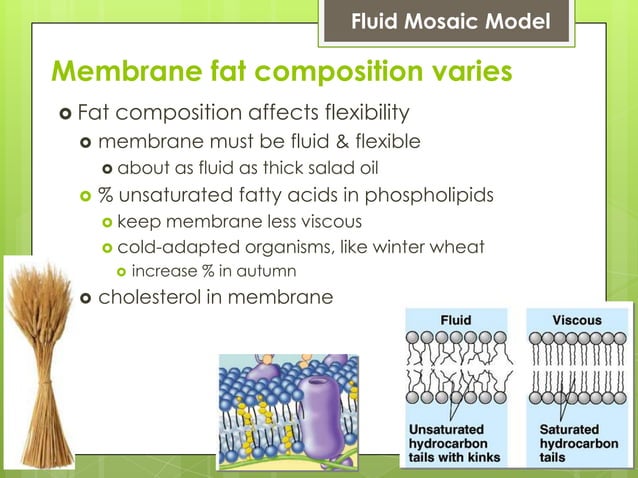 Fluid Mosaic Model | PPTX