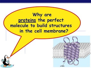 Fluid mosaic model of cell membrane.pptx