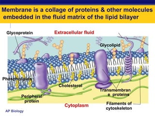 Fluid mosaic model of cell membrane.pptx