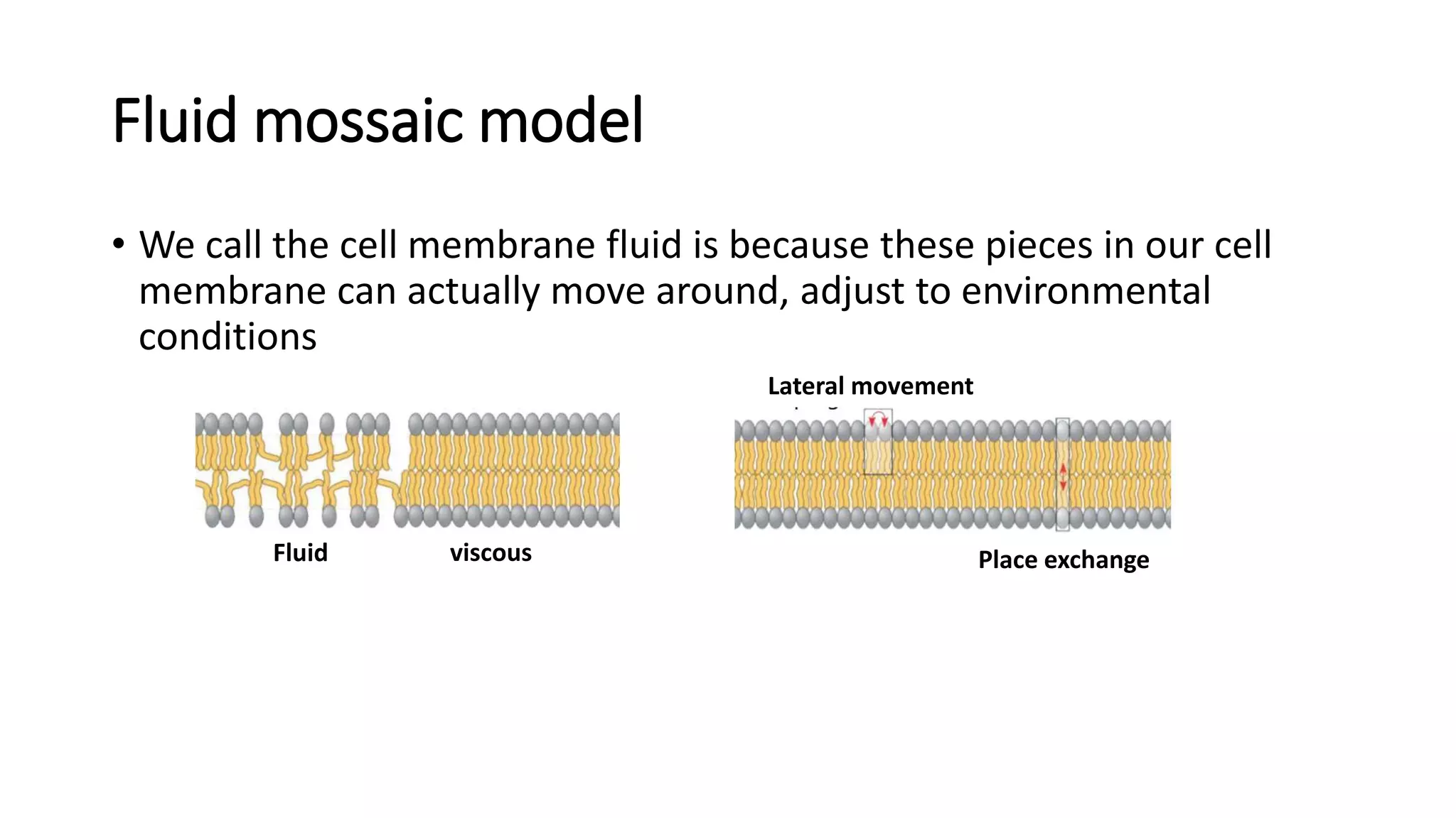 Fluid mossaic model.pptx