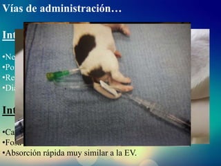 Fluidoterapia farmaco | PPTX