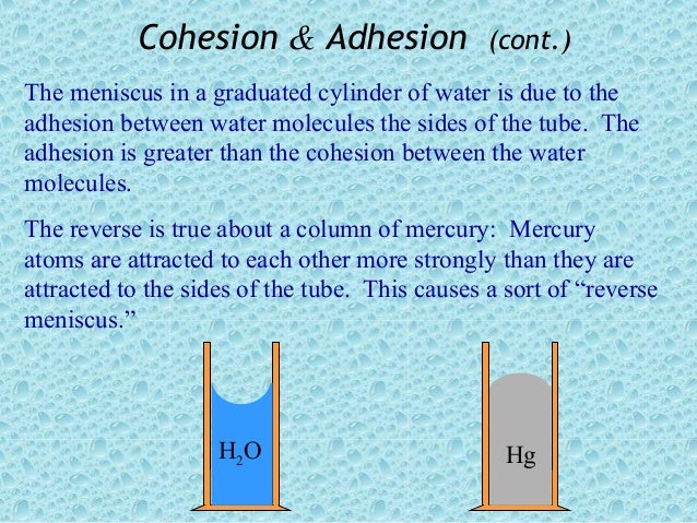 Cohesion And Adhesion Meniscus