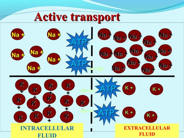 Fluids and electrolytes balance | PPT