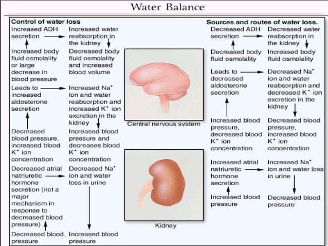 Fluids and electrolytes balance | PPT