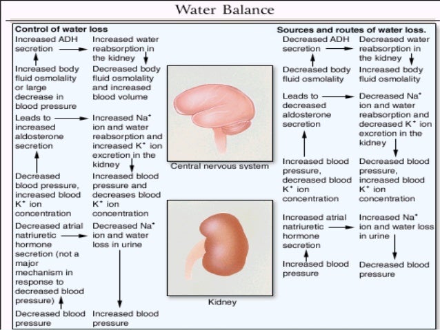 Fluids and electrolytes balance