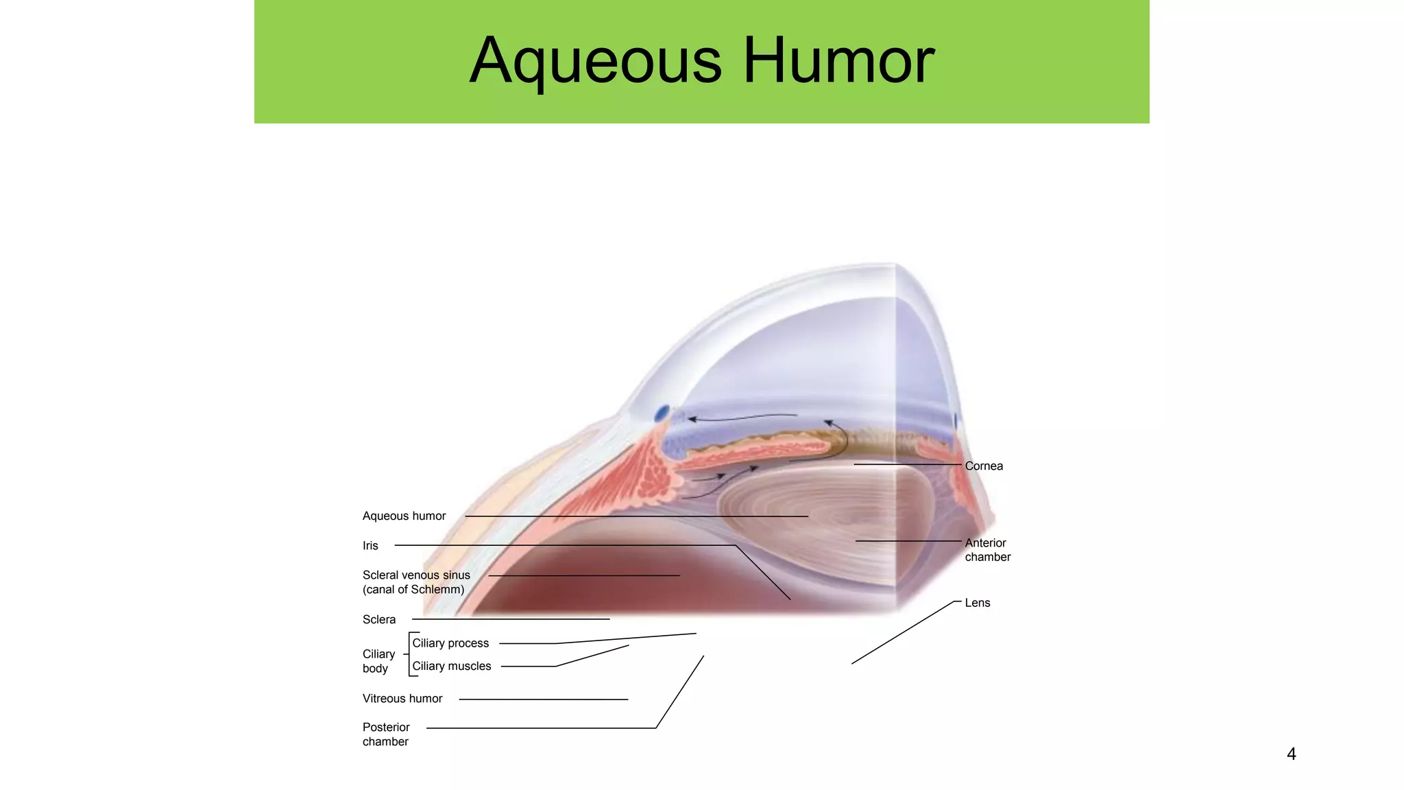 Fluid system of the eye (Glaucoma) | PPTX
