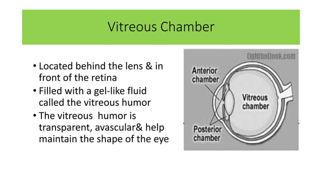 Fluid system of the eye (Glaucoma) | PPTX