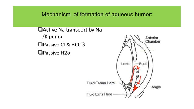 Fluid system of the eye (Glaucoma) | PPTX