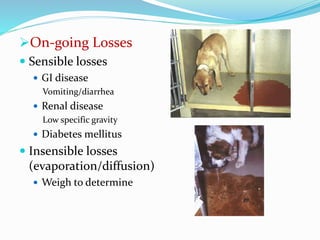 Fluid therapy | PPTX | Blood Disorders | Diseases and Conditions