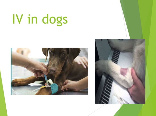 Fluid therapy in animals | PPTX | First Aid | Injuries