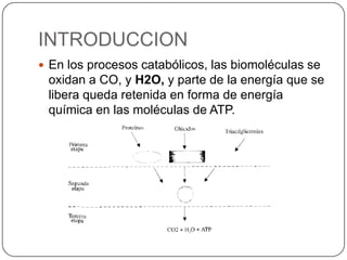 Flujo catabolico de sustancias y energia | PPTX