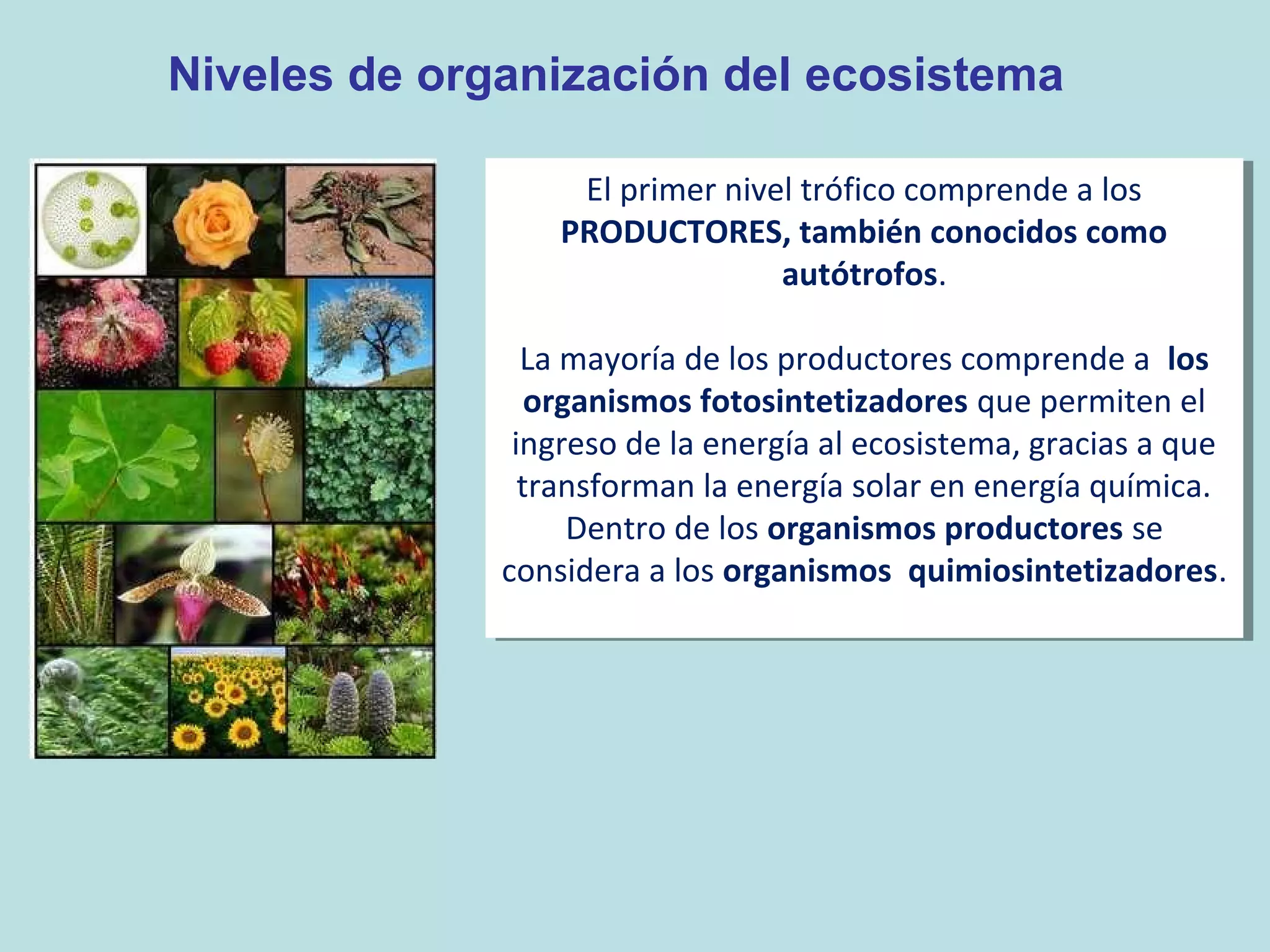 Flujo de energía y materia en el ecosistema | PPT