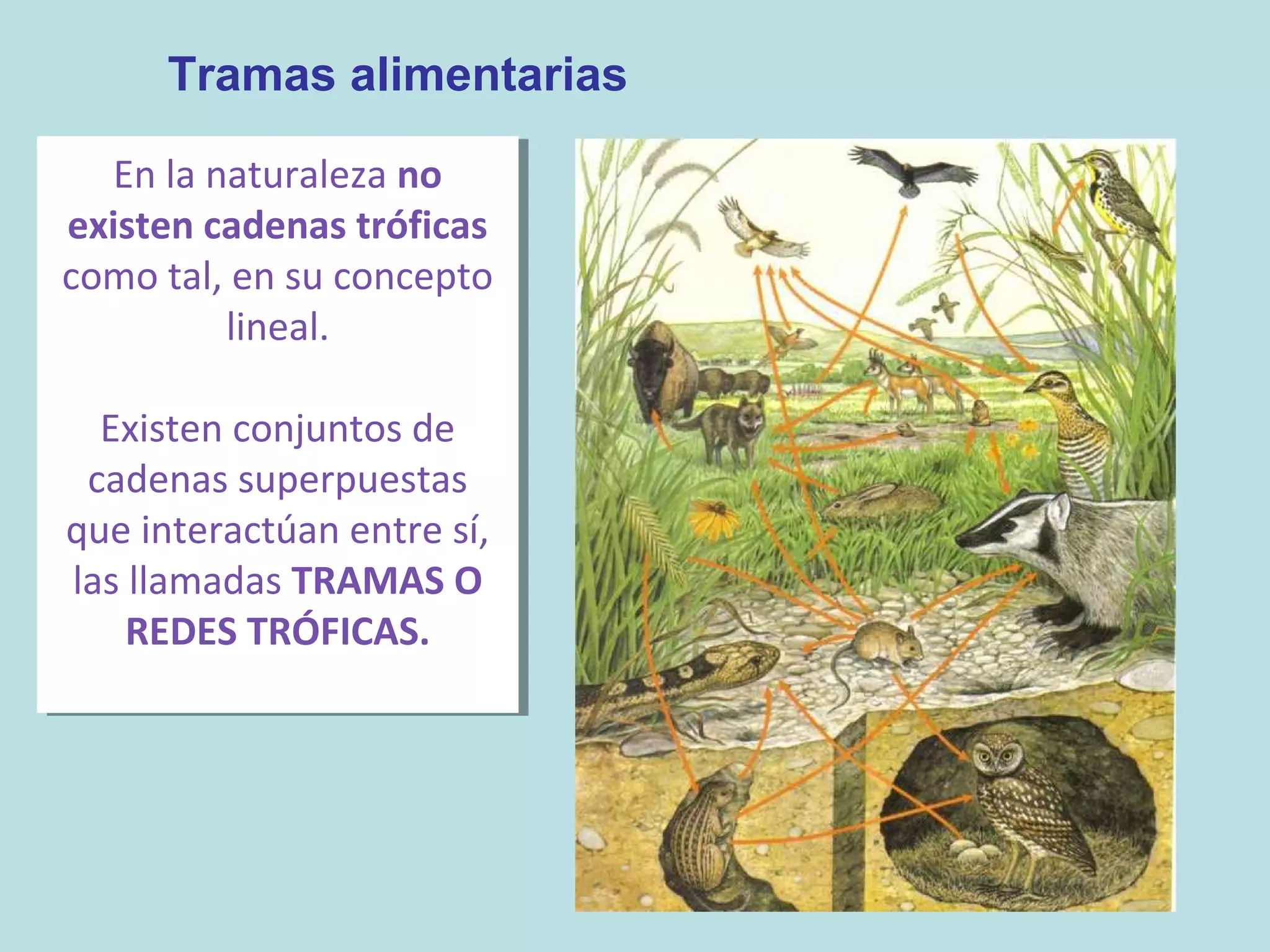 Flujo de energía y materia en el ecosistema | PPT
