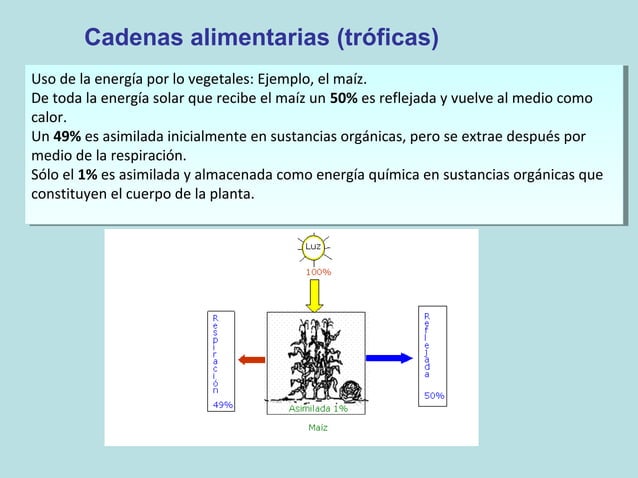 Flujo de energía y materia en el ecosistema | PPT