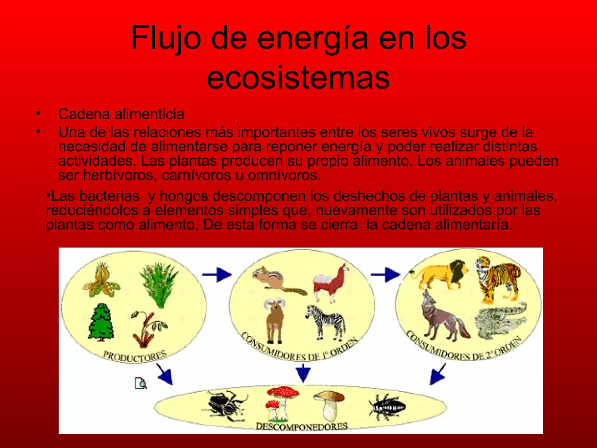 Flujo de energía en los ecosistemas , redes | PPT