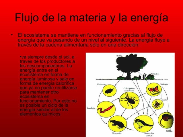 Flujo de energía en los ecosistemas , redes | PPT