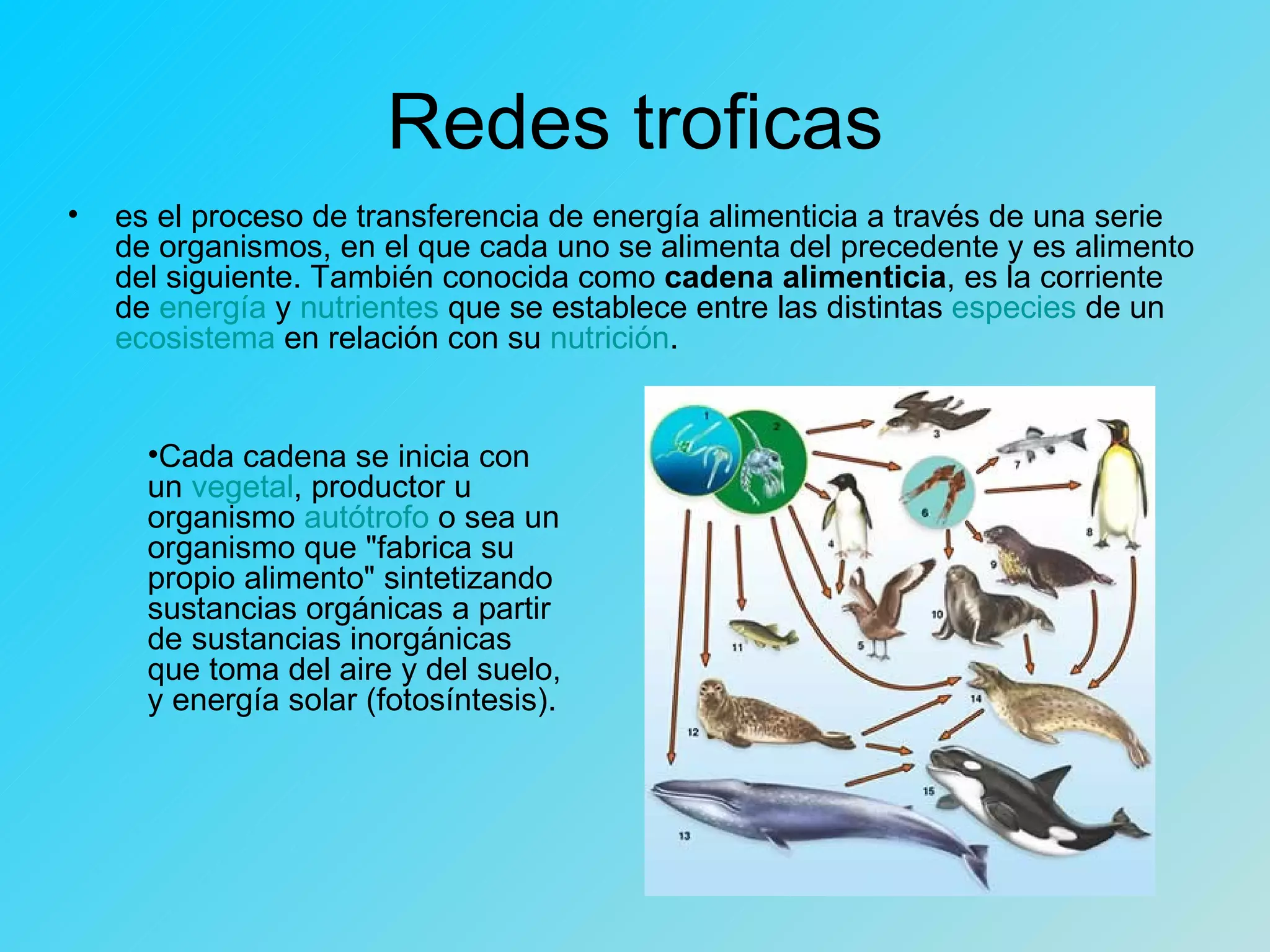 Flujo de energía en los ecosistemas , redes | PPT