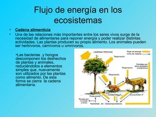 Flujo de energía en los ecosistemas , redes | PPT