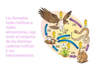 Flujo de energía y materia en los ecosistemas | PPTX