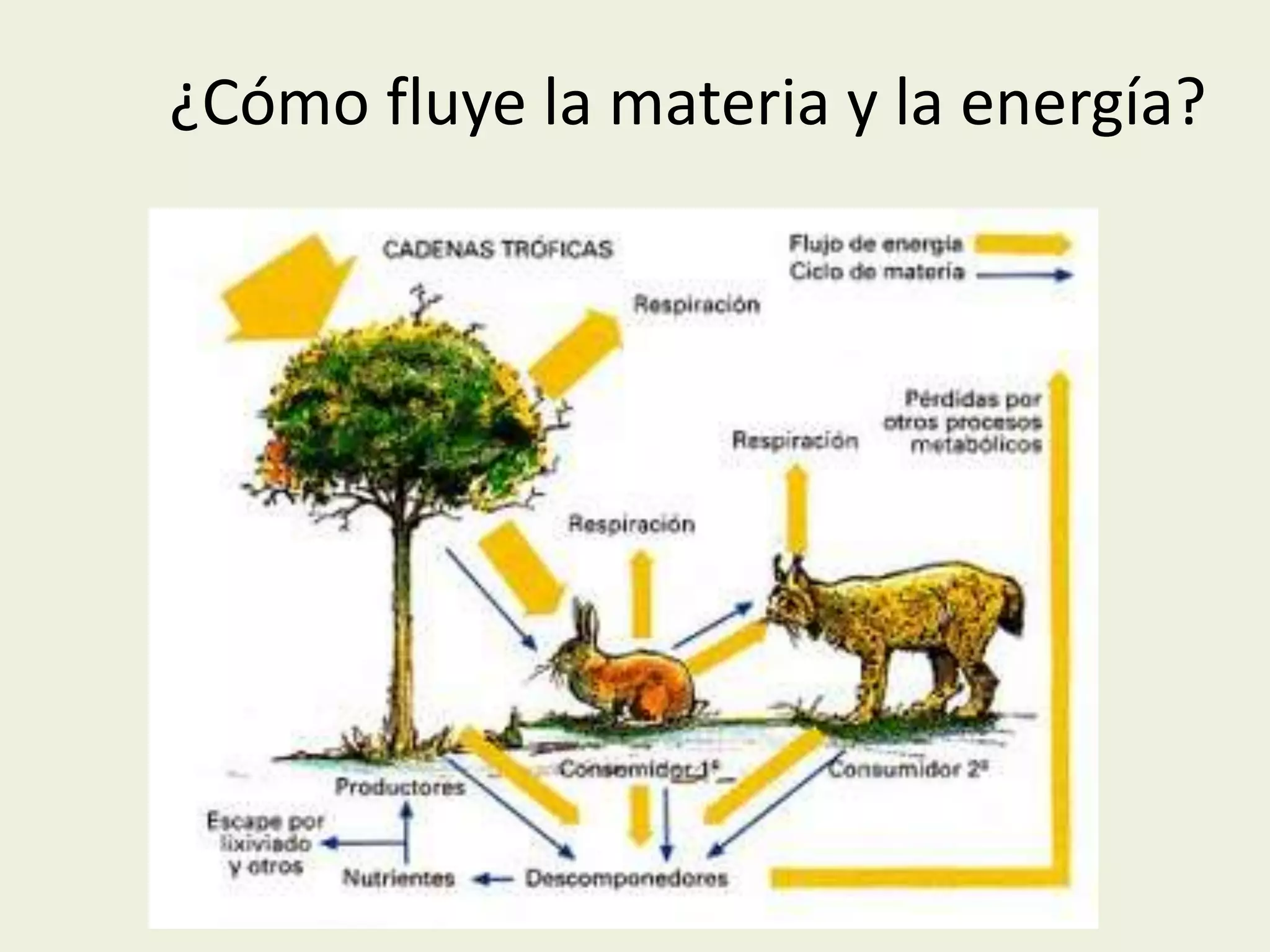 flujo de energía y materia en los ecosistemas10.pptx